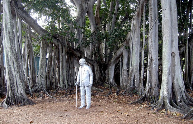 Banyan tree of Thomas Edison - Biography Archive